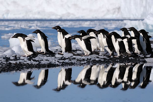 15 Fun Facts About Penguins | Chimu Adventures