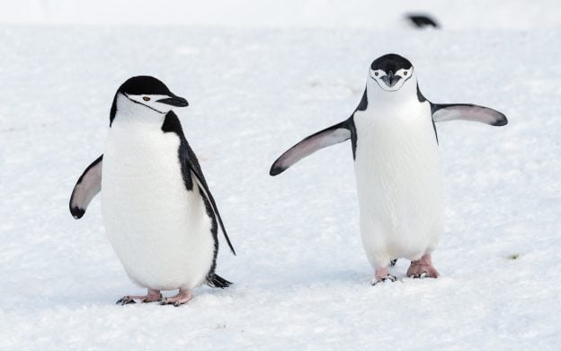 Types of Penguins: How to see the world’s penguin species | Chimu ...