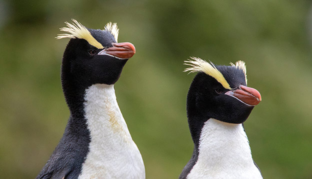 15 Fun Facts About Penguins | Chimu Adventures