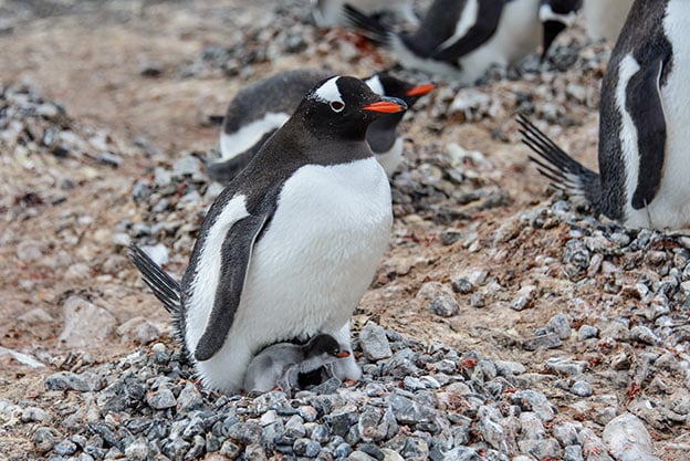 15 Fun Facts About Penguins | Chimu Adventures