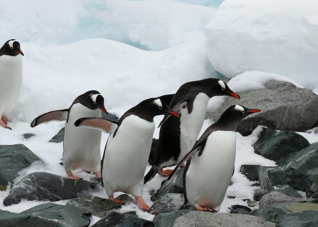 Types of Penguins: How to see the world’s penguin species | Chimu ...