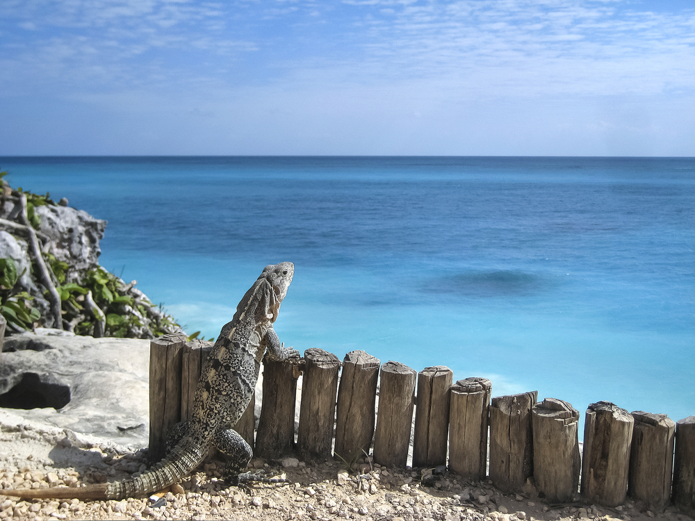 Wildlife Species of Mexico | Chimu Adventures