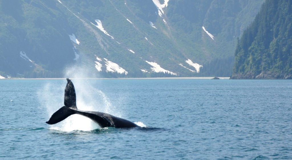 Arctic Animals – Meet the Wildlife of the North | Chimu Adventures